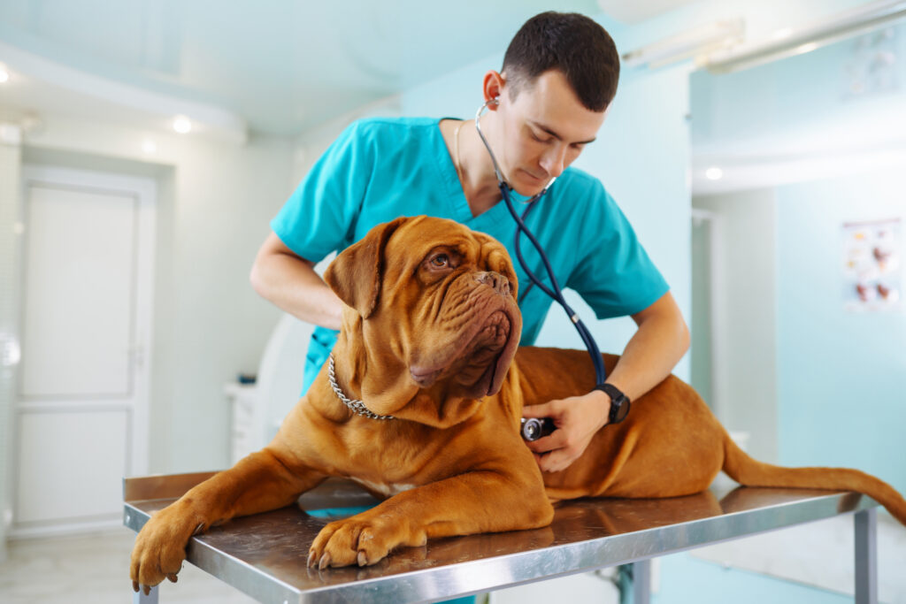 What Is Normal Dog Temperature, Heart Rate and Respiration? - Vetstreet ...
