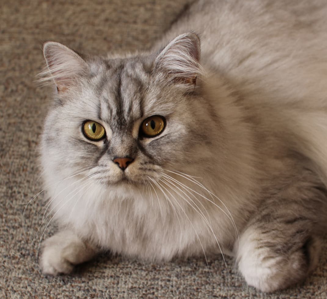 Persian Cat Breed Information Vetstreet Vetstreet