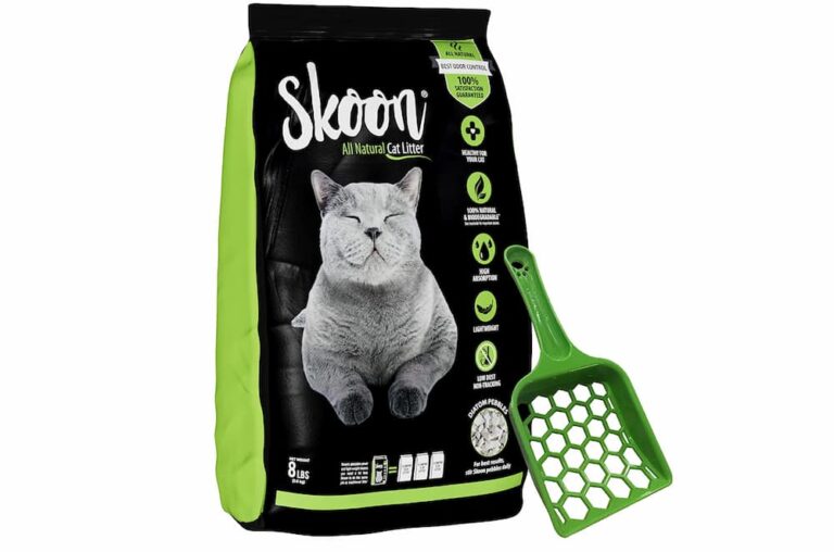 6 Best Non-Clumping Cat Litters of 2025 - Vetstreet | Vetstreet