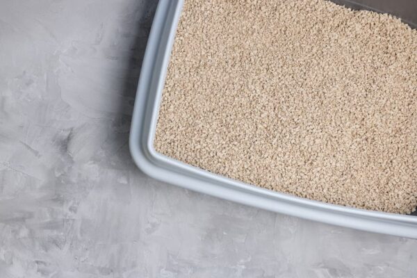 6 Best Non-Clumping Cat Litters of 2025 - Vetstreet | Vetstreet