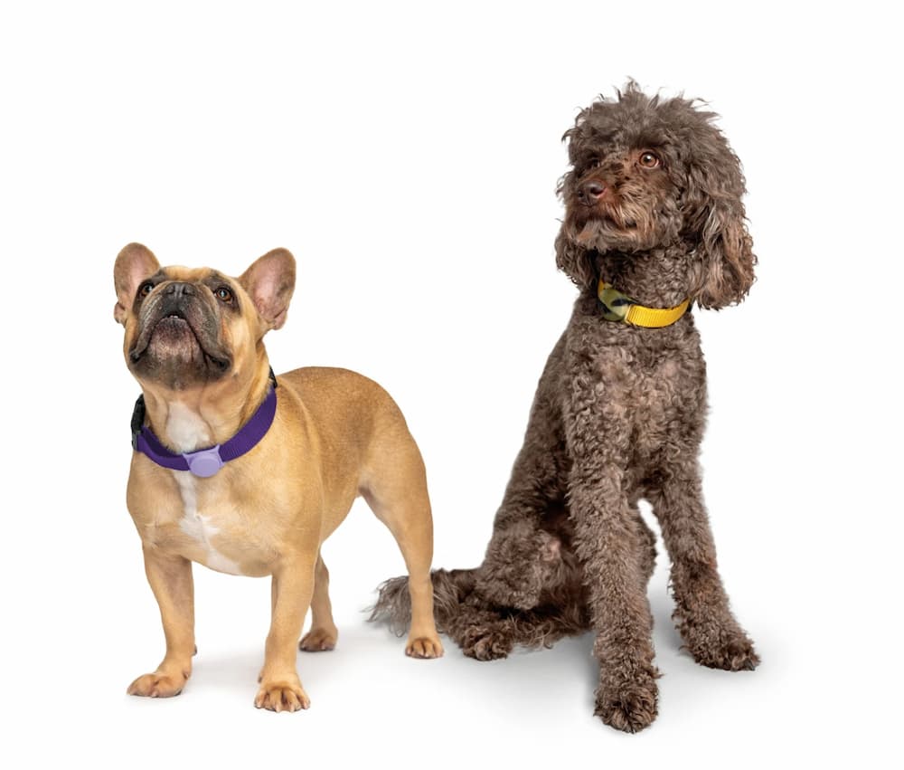 19 Best Pet ID Tags to Keep Dogs and Cats Safe - Vetstreet | Vetstreet