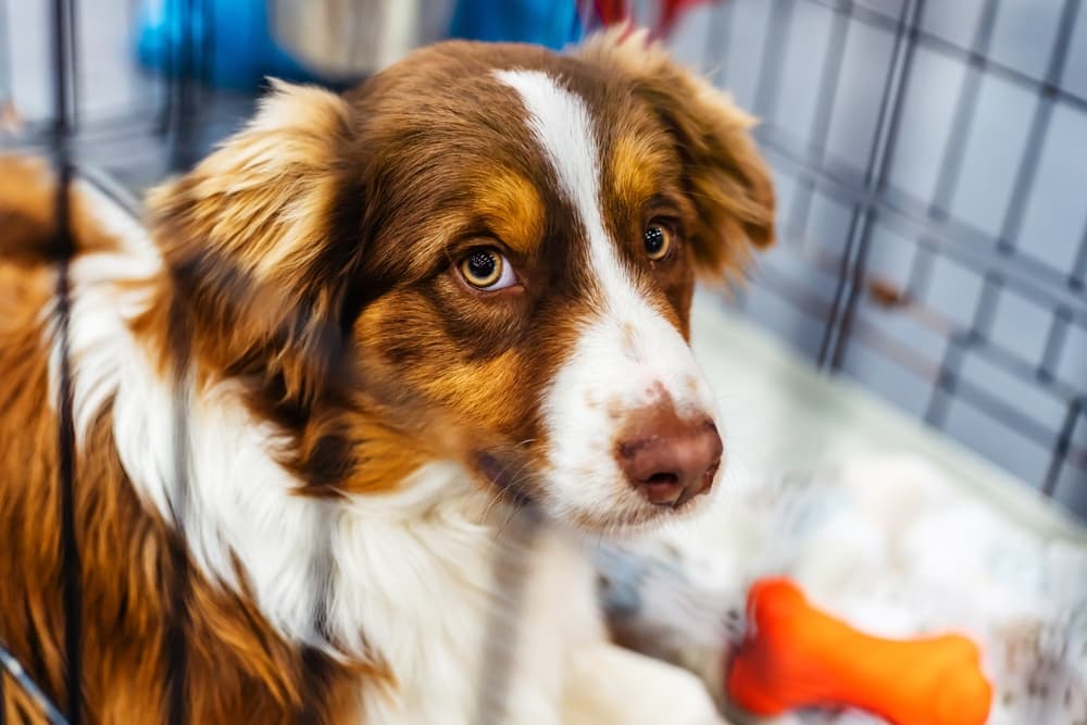 Should A Dog Crate Have A Pad Should A Dog Crate Have A Pad