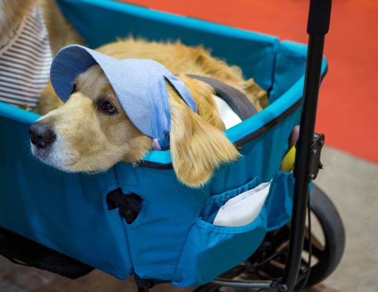 6 Best Dog Wagons for Carting Canines [2024 Picks] - Vetstreet | Vetstreet