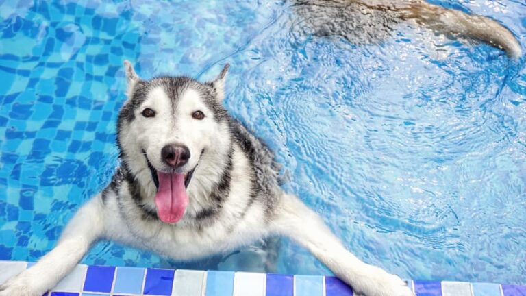 10 Stylish Dog Swimsuits and Trunks for Summer Days - Vetstreet | Vetstreet