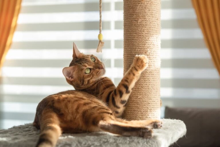 6 Best Cat DNA Tests of 2025 - Vetstreet | Vetstreet