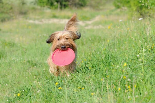 6 Best Dog Frisbees for Outdoor Fetching - Vetstreet | Vetstreet