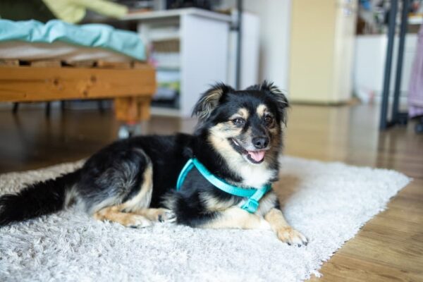 4 Best Dog Collar Cameras for a Pet’s Eye View - Vetstreet | Vetstreet