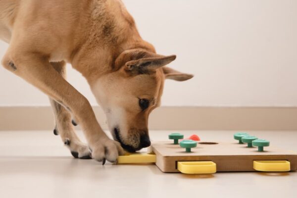7 Best Interactive Dog Toys for Bonding and Fun - Vetstreet | Vetstreet