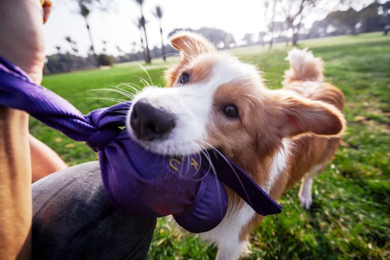 7 Best Interactive Dog Toys for Bonding and Fun - Vetstreet | Vetstreet