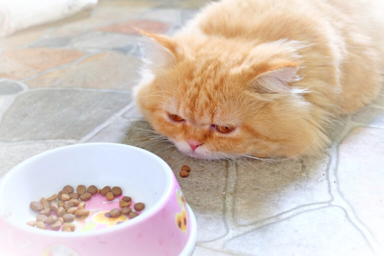 Cat Won’t Eat: 7 Reasons Why (and How to Help) - Vetstreet | Vetstreet