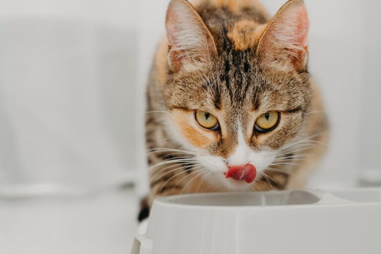 9 Favorite Cat Foods for Allergies in 2025 - Vetstreet | Vetstreet