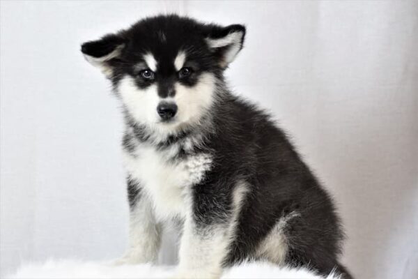 Your Puppy: What to Expect at 13 to 16 weeks - Vetstreet | Vetstreet