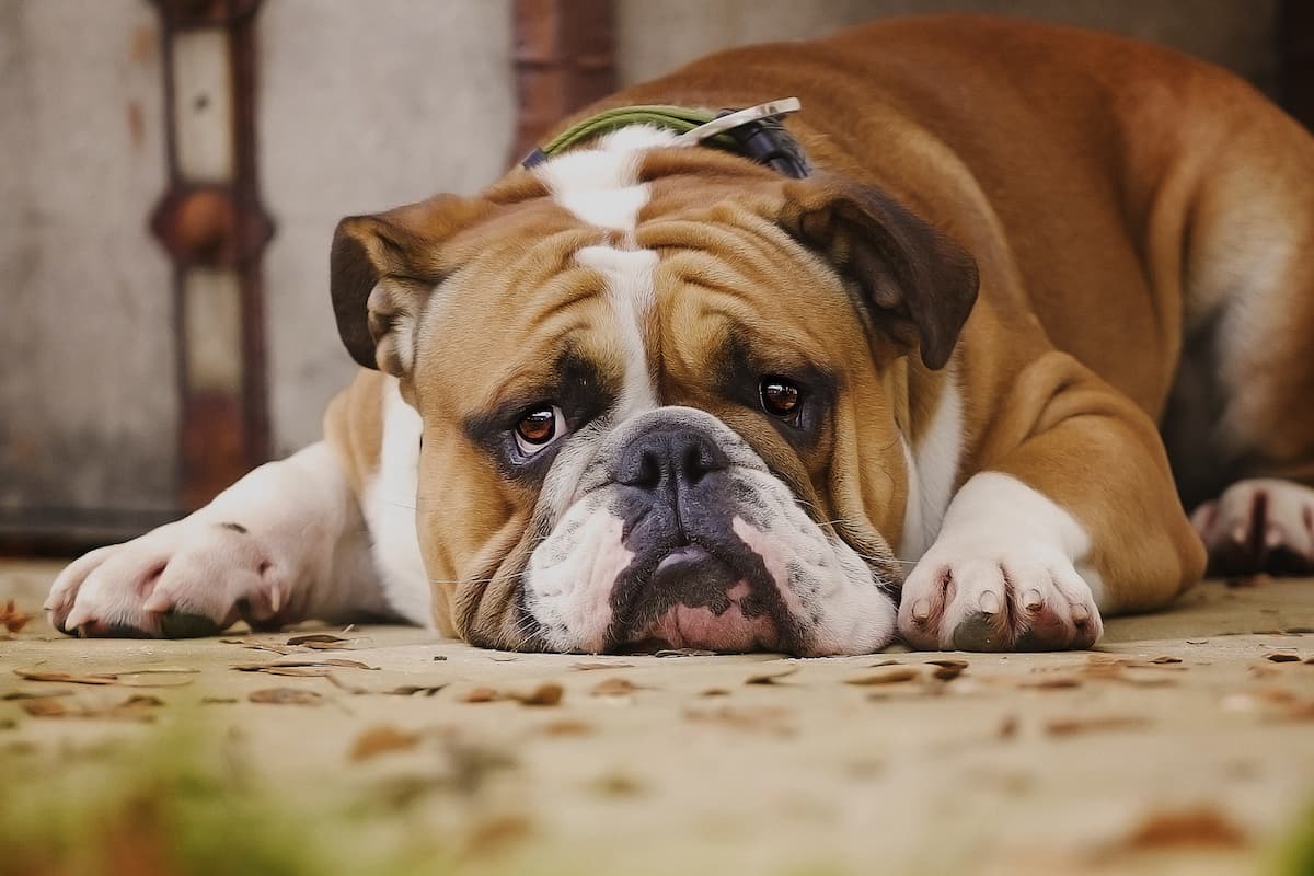 7 Best Supplements To Help Soft Dog Poop - Vetstreet | Vetstreet