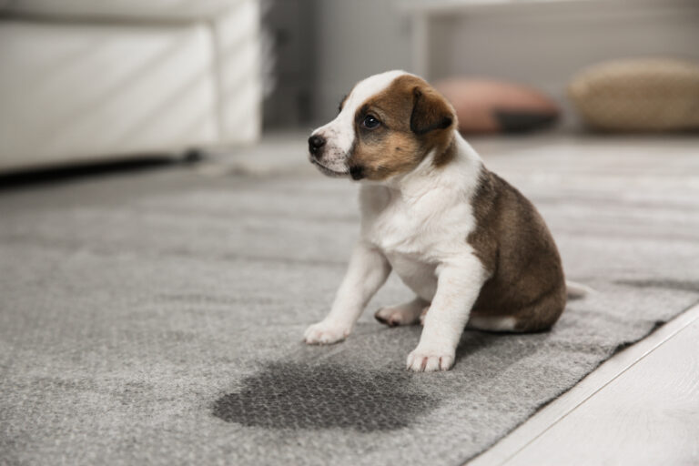 Why Doesn't My Dog… Ask to Go Out to Potty? - Vetstreet | Vetstreet