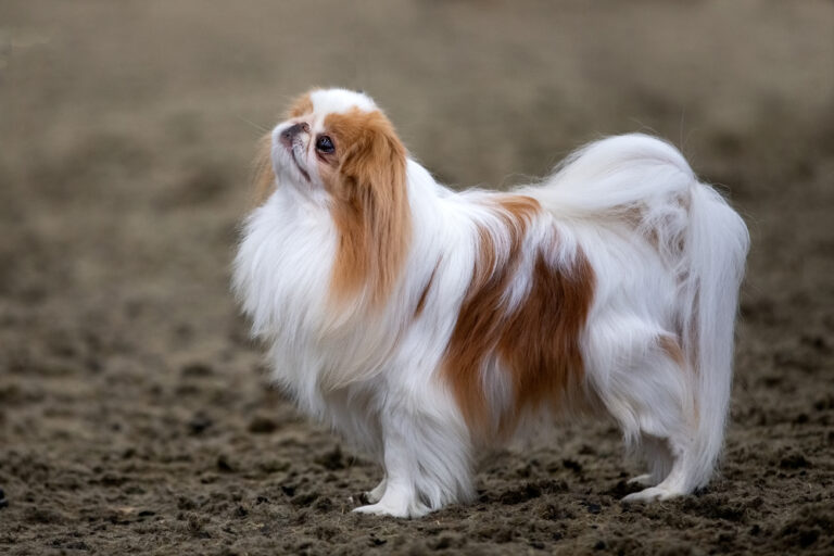 Meet 13 Flat-Faced Dog Breeds - Vetstreet | Vetstreet