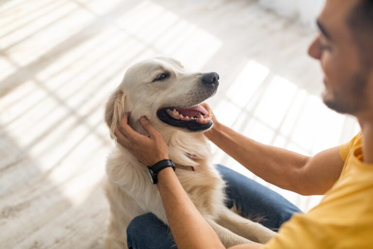 Help! My Dog Lunges at My Face When We Play - Vetstreet | Vetstreet