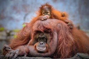 Animals Saved From Extinction By Zoos - Vetstreet | Vetstreet