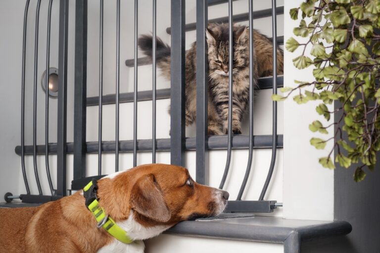 Keeping Felines Safe: Best Cat Gates of 2025 - Vetstreet | Vetstreet