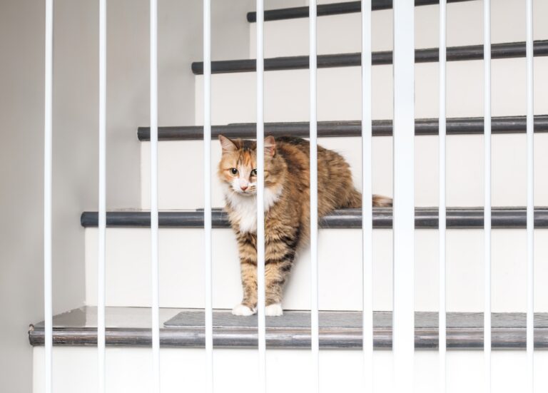 Keeping Felines Safe: Best Cat Gates of 2025 - Vetstreet | Vetstreet