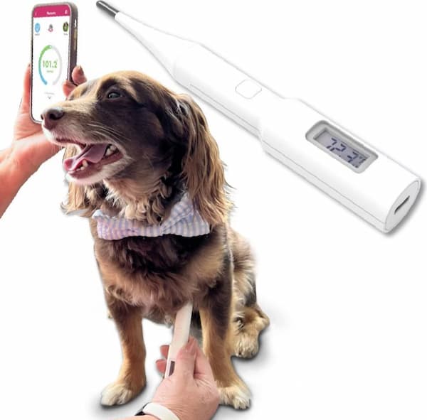 6 Best Vet-Approved Dog Thermometers of 2025 - Vetstreet | Vetstreet