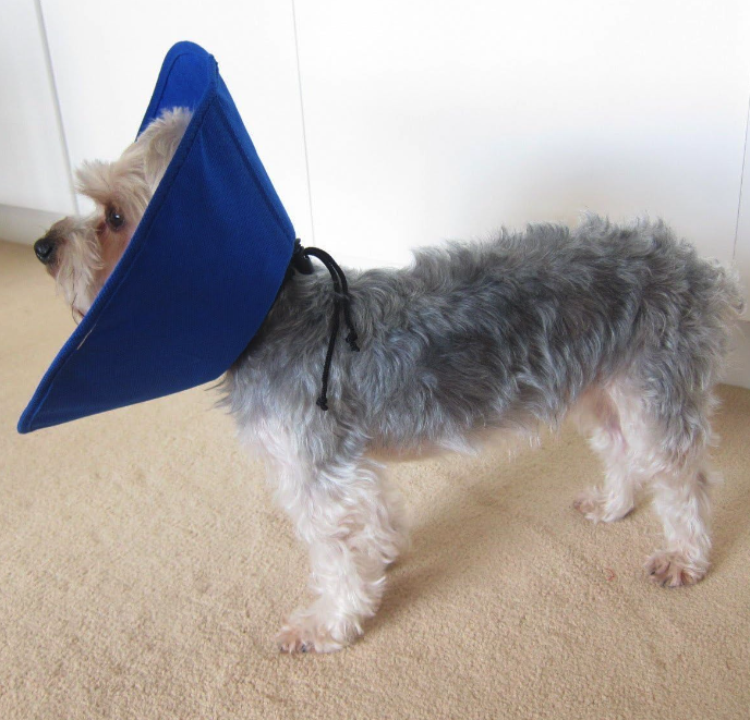 8 Dog Cone Alternatives That Actually Work - Vetstreet | Vetstreet