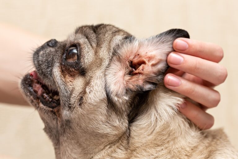 Treatment for Yeasty Itchy Ears in Dogs: 8 Top Picks - Vetstreet ...