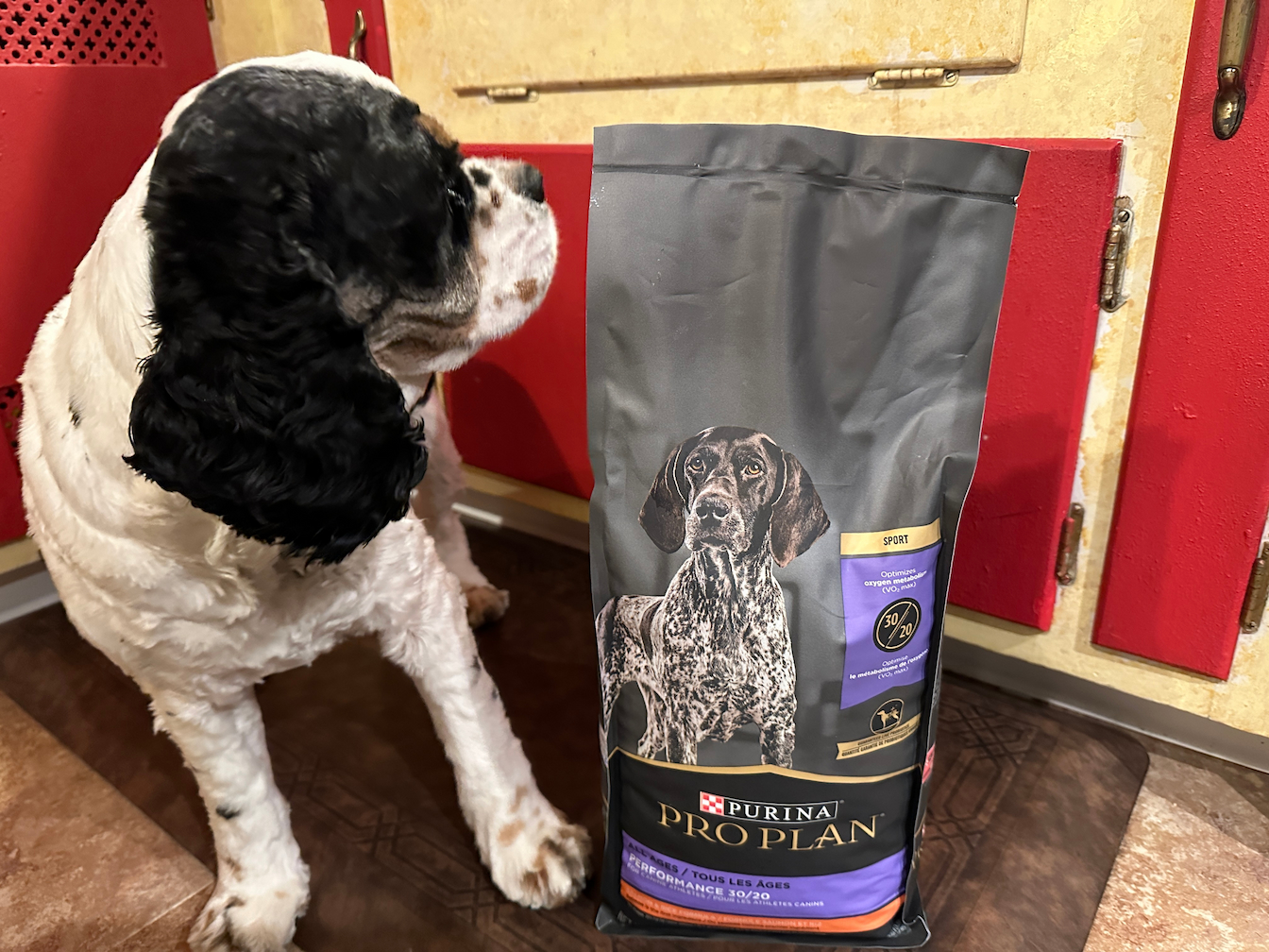 How to Properly Care for Active Dogs: A Complete Guide - Vetstreet ...
