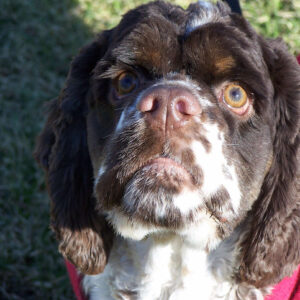 Denamarin For Dogs: A Comprehensive Review - Vetstreet | Vetstreet