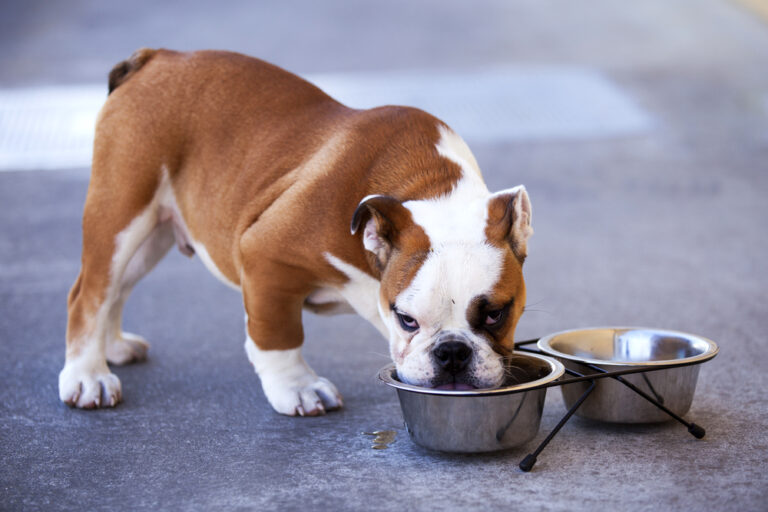 6 Reasons Your Dog Digs in Her Water Bowl — and How to Make Her Stop ...